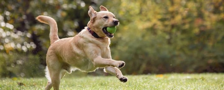 Warm Compress For Dog - Heat Pack For Your Dog | CARE