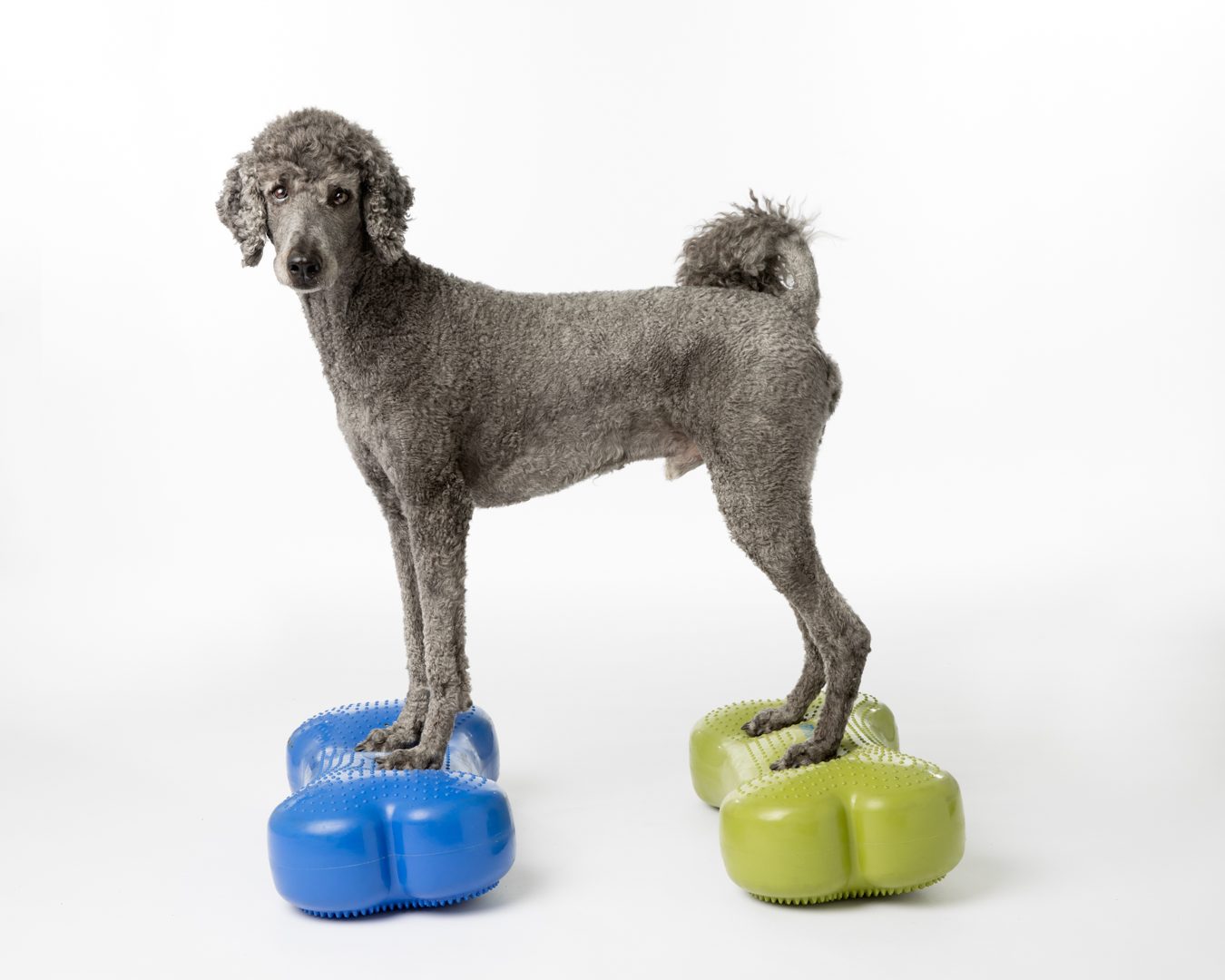 How do I start a therapeutic exercise program with my dog? 7 Key ...