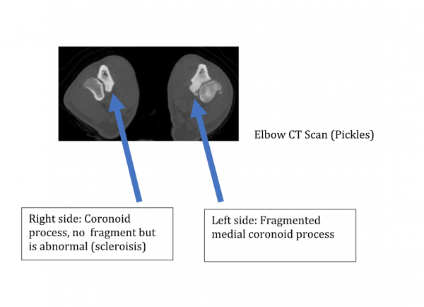 Developmental Orthopedic Disease: What is Elbow Dysplasia? | Canine ...