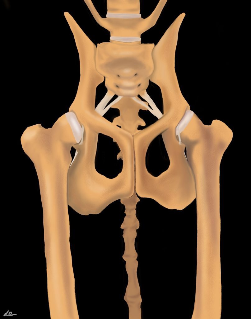 Developmental Orthopedic Disease:What is Hip Dysplasia? | Canine ...
