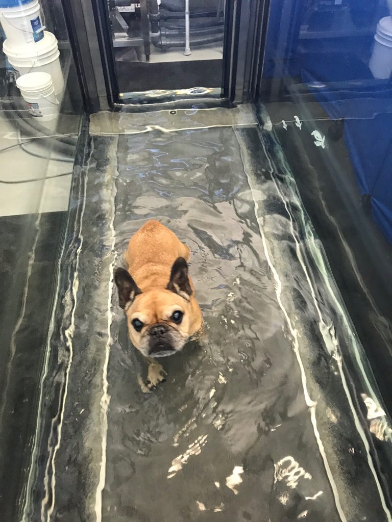 Activity Modifications for Dogs with Arthritis | Canine Arthritis ...