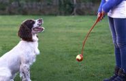 From the Canine Arthritis Management Team: On Throwing Balls | Canine ...