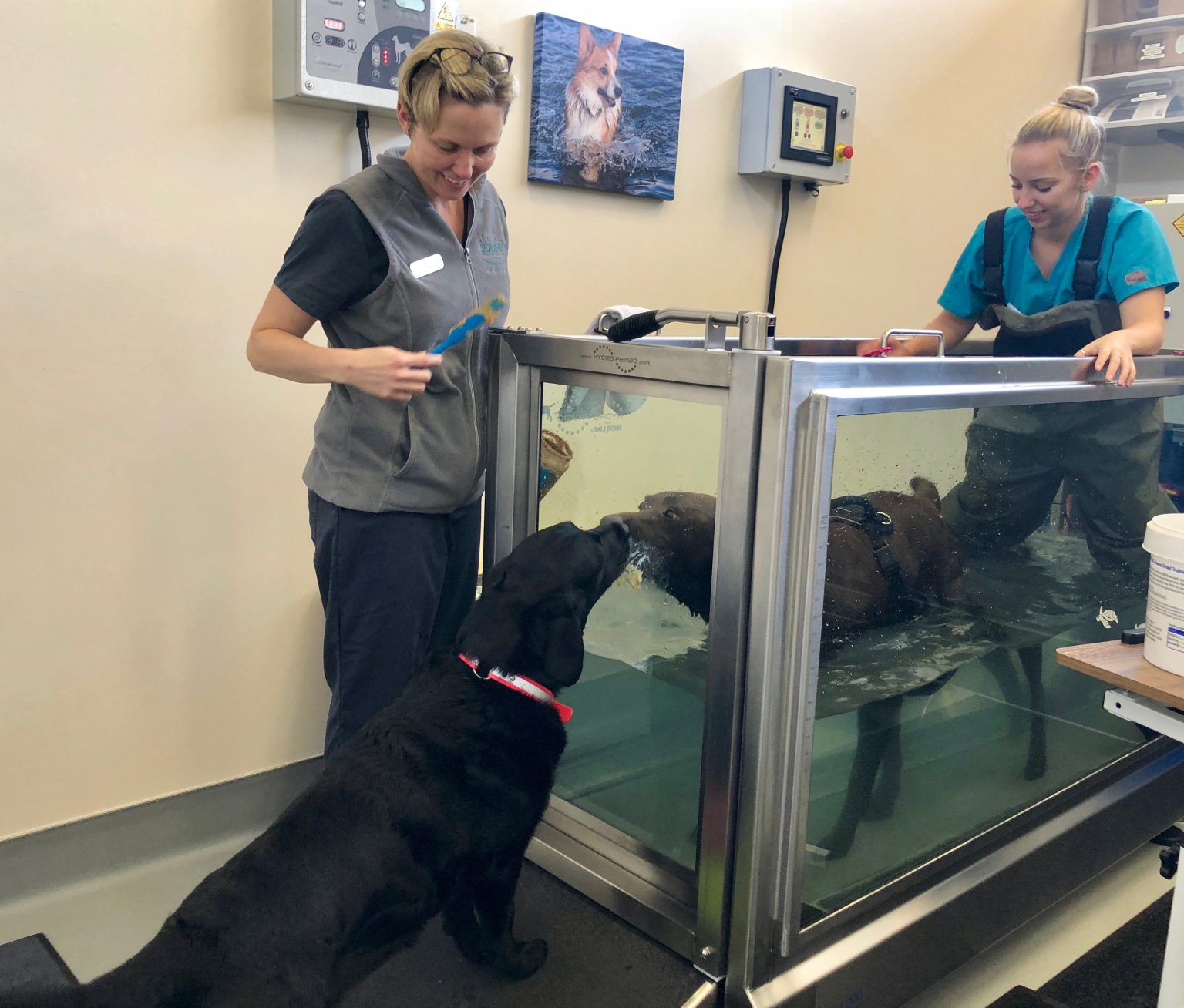 Surgical vs. Conservative Management of CCL Disease | Canine Arthritis ...