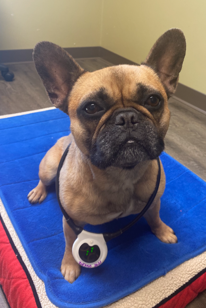 PEMF: Old is New Again | Canine Arthritis Resources and Education