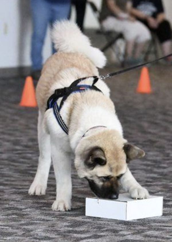 Scent Work: Enriching Your Dog’s Life Through Nose Work | CARE