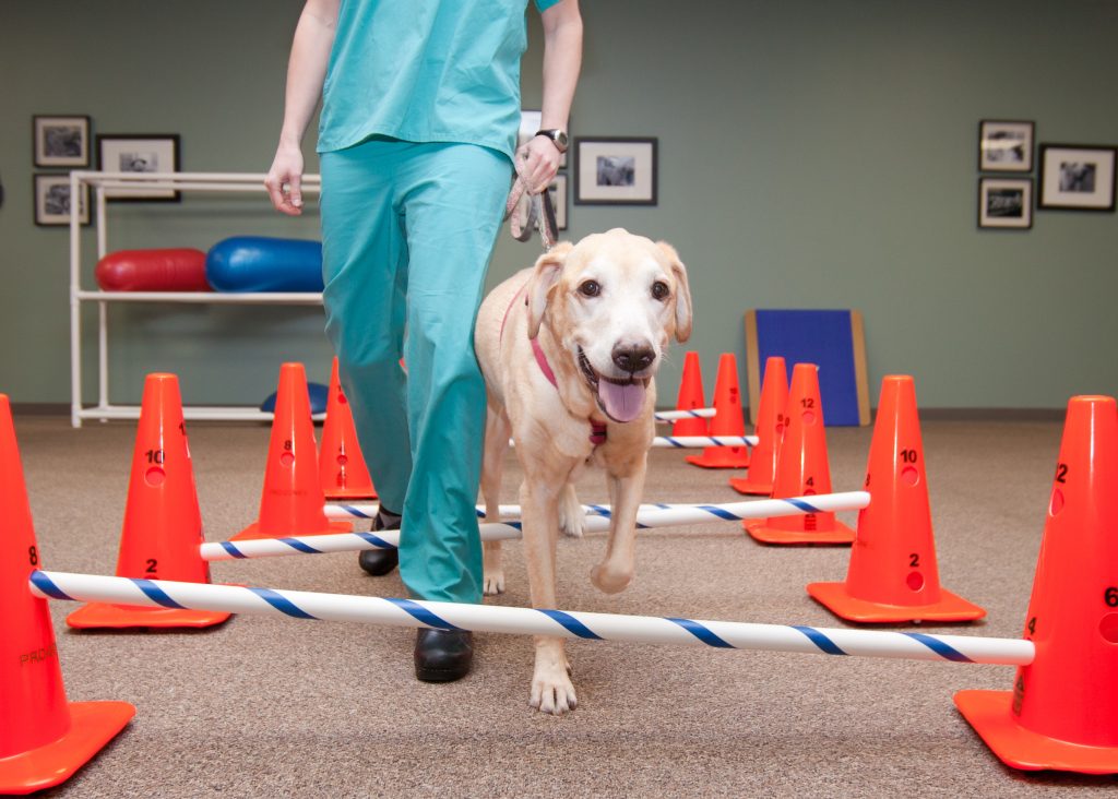 Cavaletti Poles- Agility Set | Canine Arthritis Resources and Education